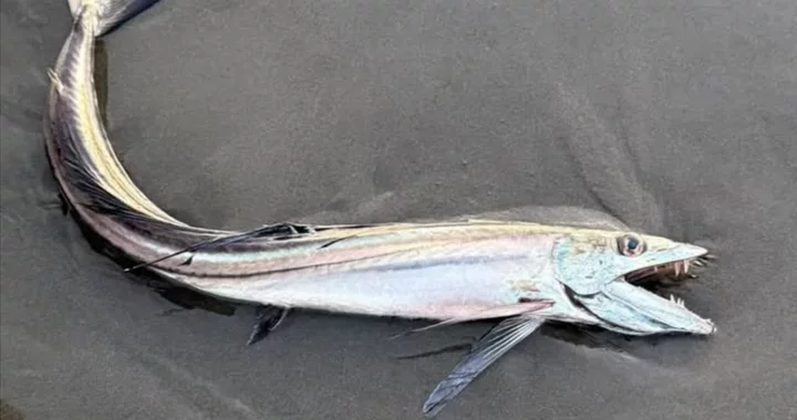 Long-Fanged, Hermaphroditic Cannibal Fish From the 'Twilight Zone ...
