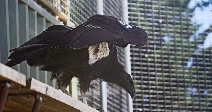 Yurok Tribe Mourns the Loss of Young California Condor Found Dead in ...