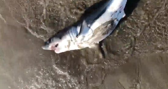 (VIDEO) Adorably Vicious Baby Shark Is Rescued After Washing Ashore On ...