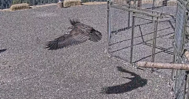 (WATCH) Here is the Moment Two Condors Took Flight Above Northern ...