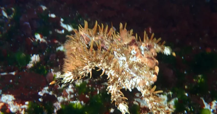 Lithodoidea (King crabs) | Humboldt Life | Lost Coast Outpost ...