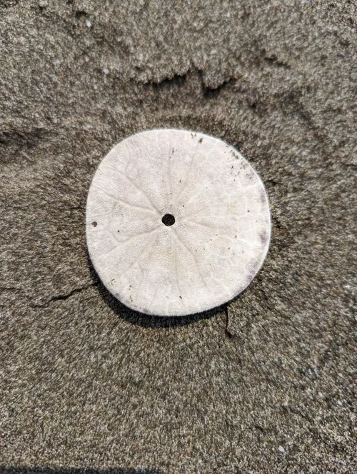 Irregularia (Irregular sea urchins) | Humboldt Life | Lost Coast ...