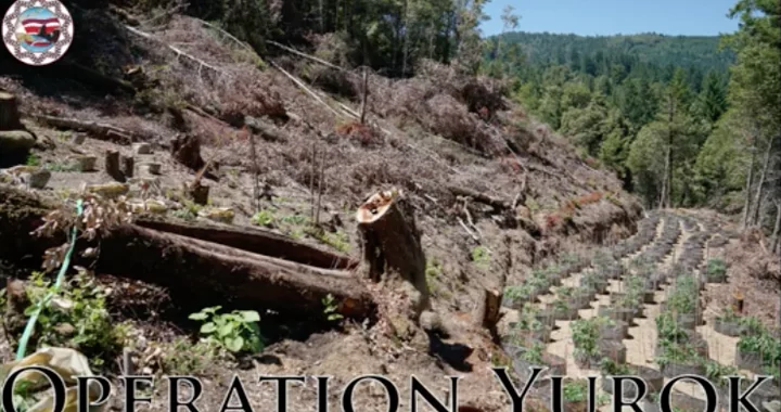 (VIDEO) A Look at One of the Latest Operation Yurok Trespass-Grow Busts ...