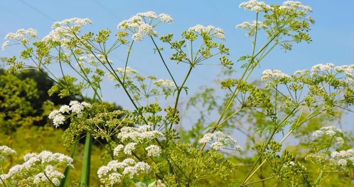 GUEST OPINION: Ack! I Just Learned About This Poisonous Plant That ...