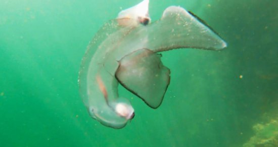 (VIDEO) Kayaker Captures a Big Floppy Translucent Sea Snail Puttering ...