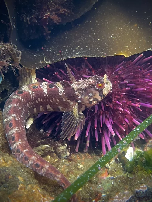 Stichaeidae (Pricklebacks) | Humboldt Life | Lost Coast Outpost ...