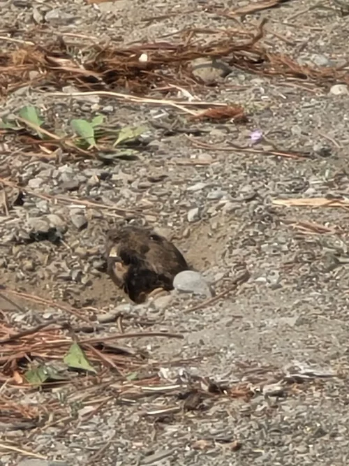 Geomyidae (Pocket gophers) | Humboldt Life | Lost Coast Outpost ...