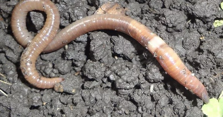 NEW PEST ALERT: Invasive Jumping Worm Detected in Humboldt County for ...