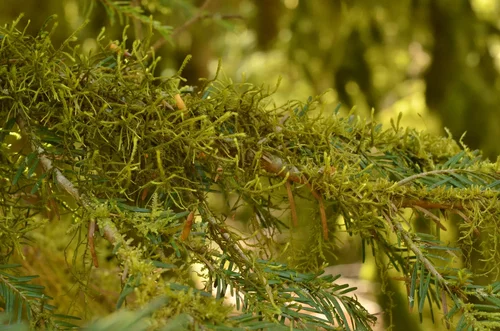 Hypnales (Feather mosses) | Humboldt Life | Lost Coast Outpost ...