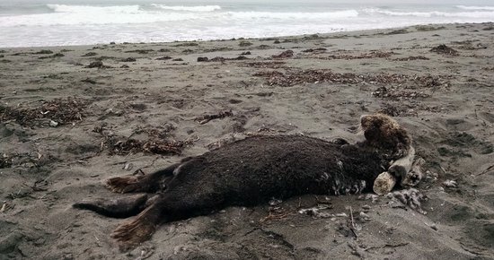 Otter-ly Dead: South Spit Gets New Dead Otter | Lost Coast Outpost ...