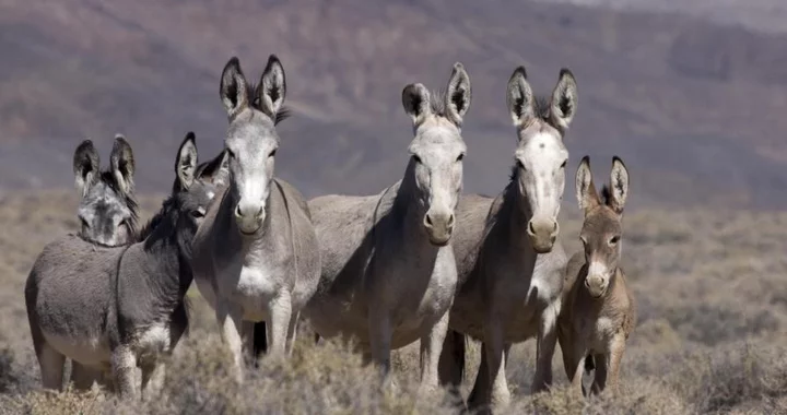 Who Wants to Adopt a Wild Mustang or Burro? BLM to Offer Critters ...