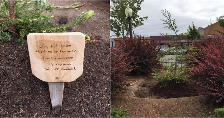 Some Poetic Soul Tried to Plant a Redwood Tree in Arcata's Old McKinley ...