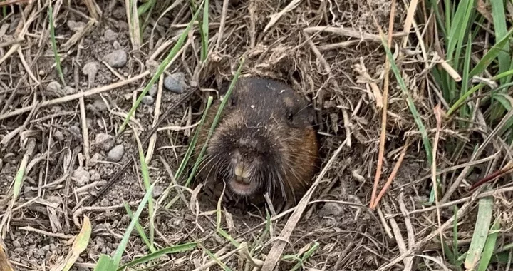 Thomomys (Western pocket gophers) | Humboldt Life | Lost Coast Outpost ...