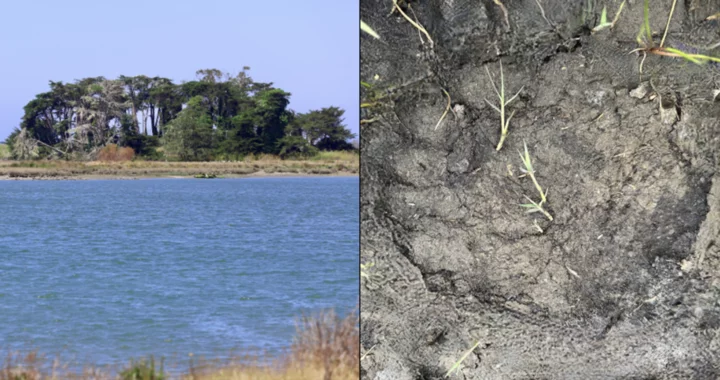 A Bear Got Out to Tuluwat Island, Messed Up a Plum Tree and Dumped Over ...