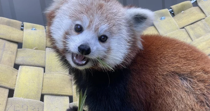 NEW RED PANDA ALERT! Sequoia Park Zoo Welcomes Henny, a 'Spunky, Young ...