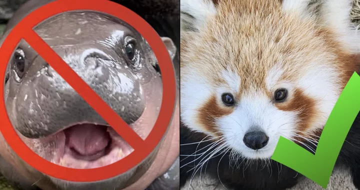 BABY RED PANDA HAS LANDED: Sequoia Park Zoo Rejects Community Plea For Moo Deng Clone, Goes With ...