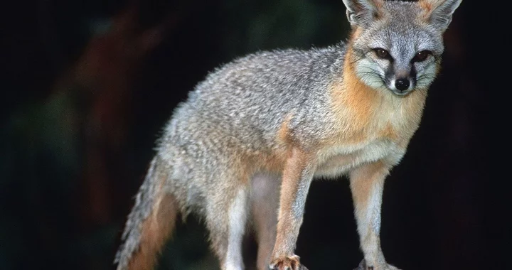 Rabid Fox Found Dead Under a Truck After Biting a Person and Attacking ...