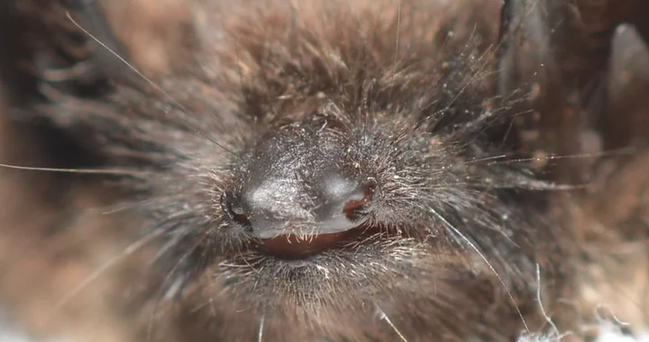 Bat Killing Fungus Spreads to California; Humboldt Bat Expert Says ...