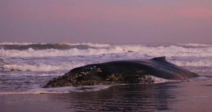 (UPDATES) MORNING WHALE UPDATE: The Samoa Whale is Still Stranded, but ...