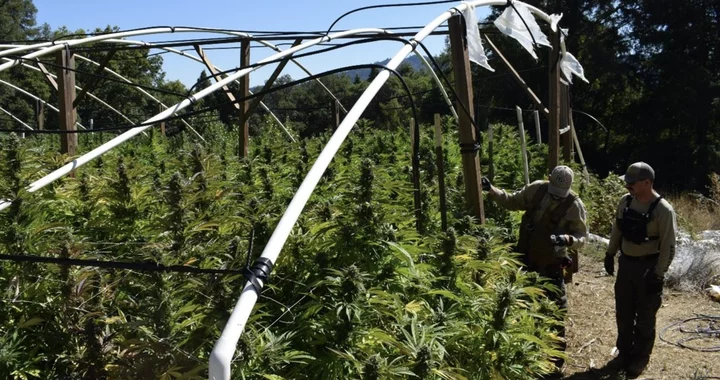 Humboldt Marijuana Enforcement Team Part of Multi-Agency Raid on Grow ...