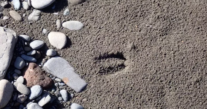 Capreolinae (New world deer) | Humboldt Life | Lost Coast Outpost ...