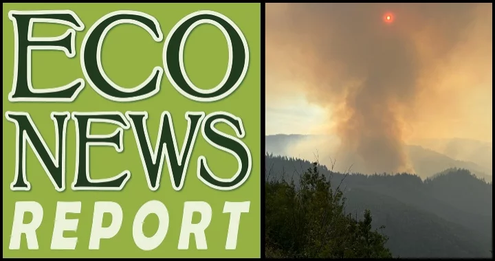 THE ECONEWS REPORT: How to Think About Fire (From a Fire Expert) | Lost ...