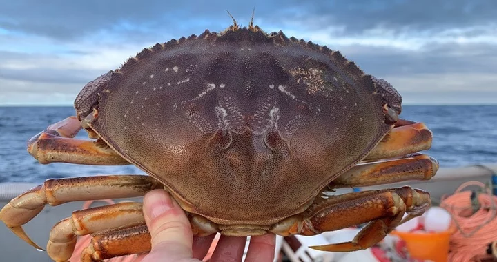 Commercial Crabbing Can't Start Locally Until at Least Jan. 15, Says ...