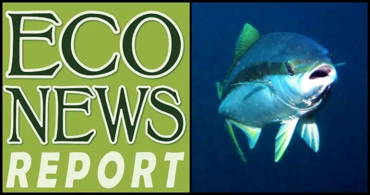 THE ECONEWS REPORT: New Fish, Who Dis? | Lost Coast Outpost | Humboldt ...
