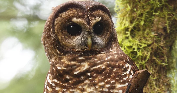 Environmental Groups Say Spotted Owl is Going Extinct, Charge Federal ...