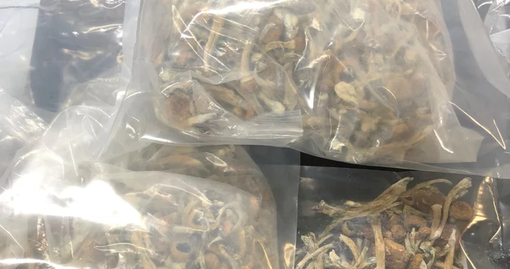 Two Pounds of Shrooms, 17 Grams of Ketamine Found in Kenmar Road Home ...