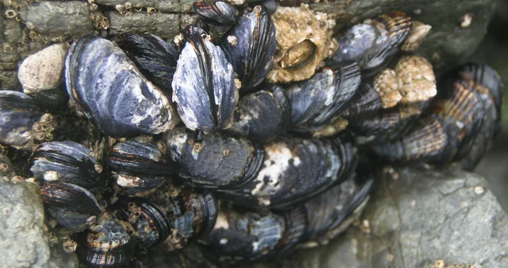 Don't Eat Sport-Harvested Shellfish! California Public Health ...