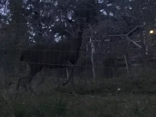 Capreolinae (New world deer) | Humboldt Life | Lost Coast Outpost ...