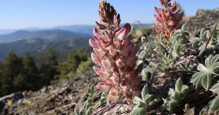 The U.S. Fish and Wildlife Service Will List the Lassics Lupine as an ...