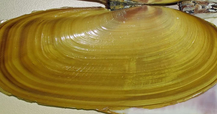 GET YOUR CLAM ON! California Fish and Wildlife Says it is Once Again ...