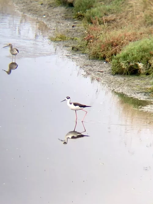 Recurvirostridae (Stilts and avocets) | Humboldt Life | Lost Coast ...