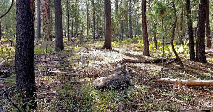STUDENT SCIENCE: An Introduction to California's New Wolf Packs, and ...