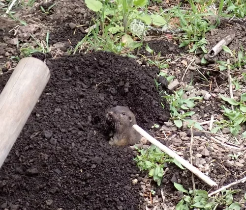 Castorimorpha (Beavers, pocket gophers, and allies) | Humboldt Life ...