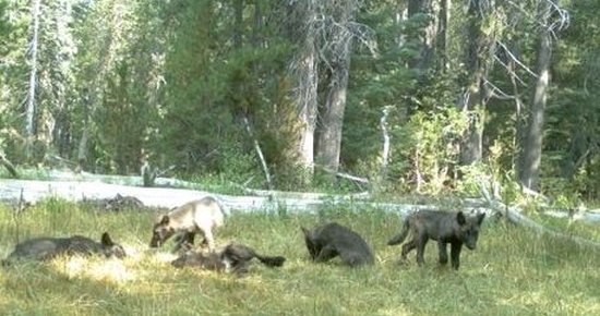 First Wolf Pack in 91 Years Photographed in Northern California | Lost ...