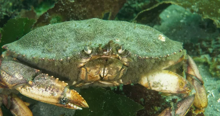 Assm. Jim Wood Introduces Bill to Make Dungeness Crab the Official ...