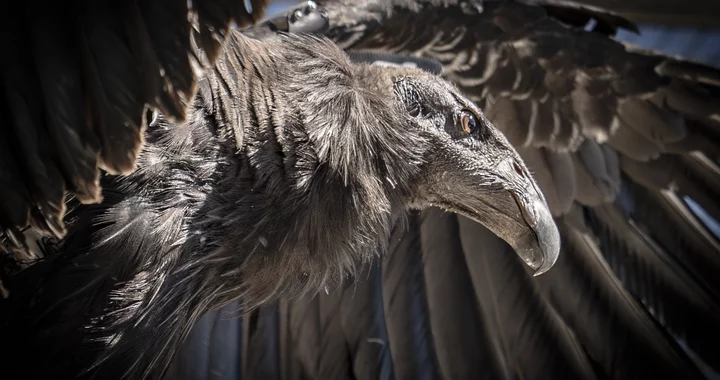 The North Coast’s California Condor Population Will Soon Spike with the ...