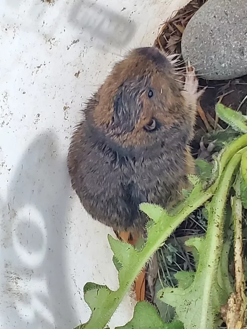 Thomomyini (Western pocket gophers) | Humboldt Life | Lost Coast ...