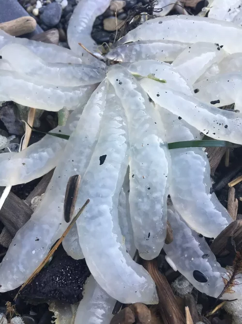 Decapodiformes (Squids and cuttlefishes) | Humboldt Life | Lost Coast ...