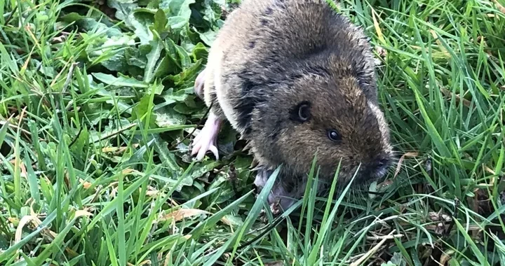Geomyidae (Pocket gophers) | Humboldt Life | Lost Coast Outpost ...