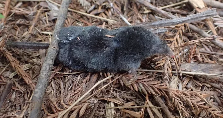 Talpinae (Old world moles and desmans) | Humboldt Life | Lost Coast ...