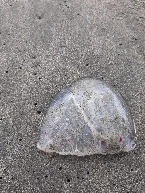 Corynidae (Bell jellies) | Humboldt Life | Lost Coast Outpost ...