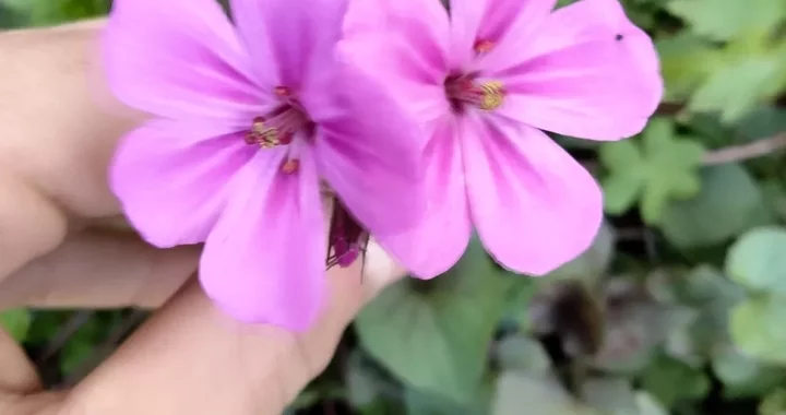 Ruberta | Humboldt Life | Lost Coast Outpost | Humboldt County News