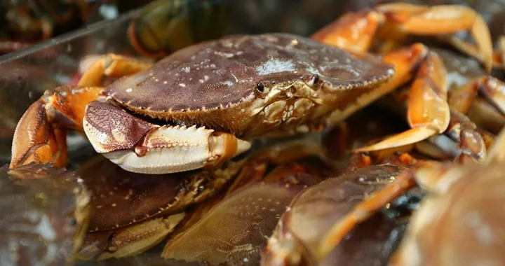 Recreational Dungeness Crab Fishing Now Open to Entire Humboldt Coast ...