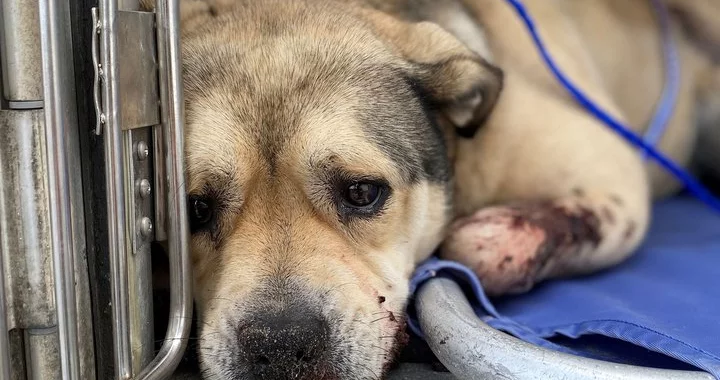 PETA, Local Animal Advocate Offering $6,000 Reward for Helping ...