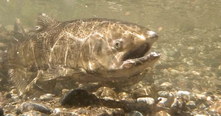 Chinook fishing to reopen on the Klamath and Trinity rivers | IFish ...
