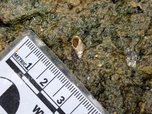 Lymnaeidae (Pond and melantho snails) | Humboldt Life | Lost Coast ...